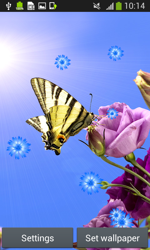 Live Butterfly Wallpapers