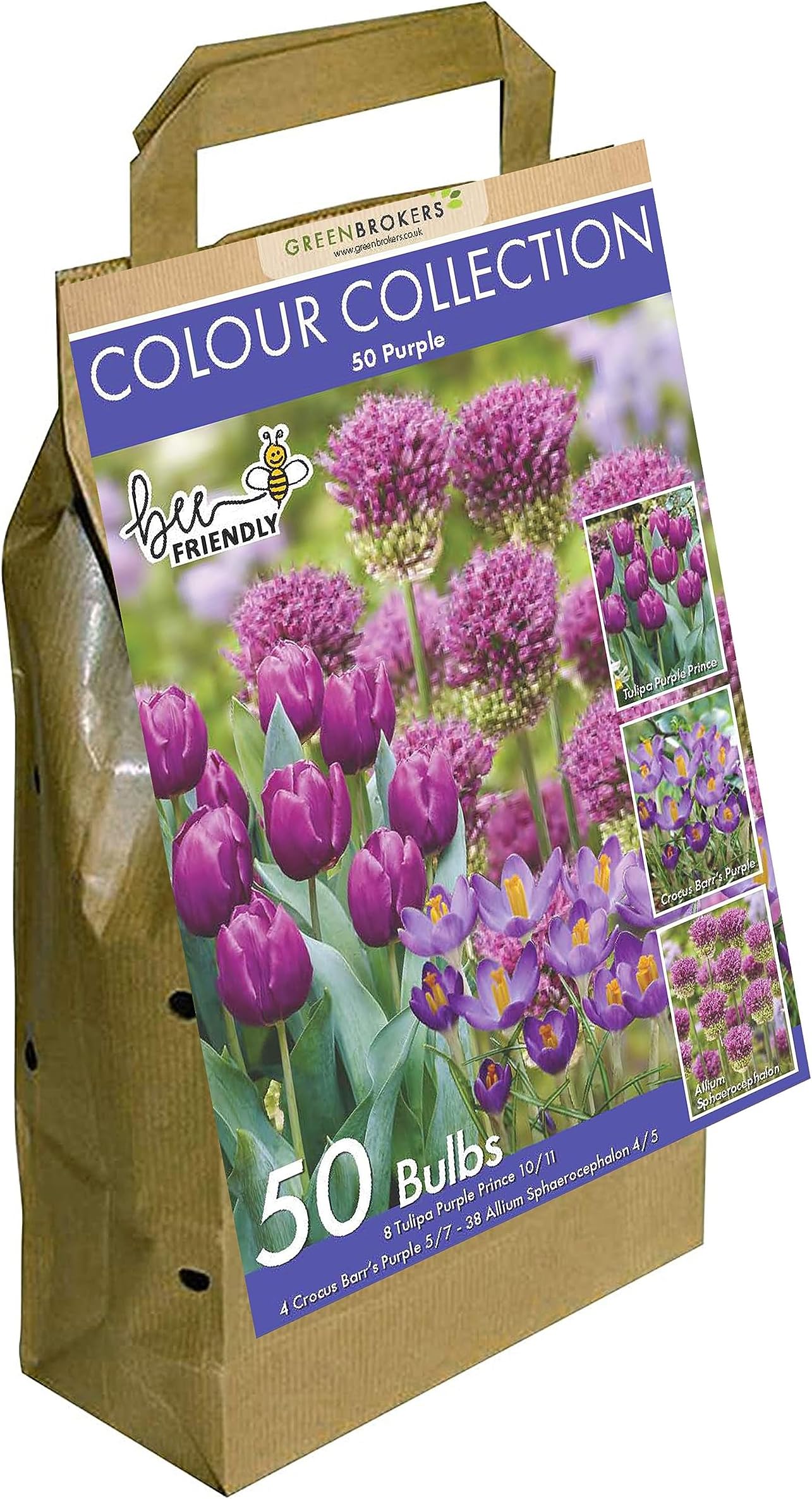 Colour Collection Spring Flower Bulbs - Purple (Pack of 50) : Amazon.co ...