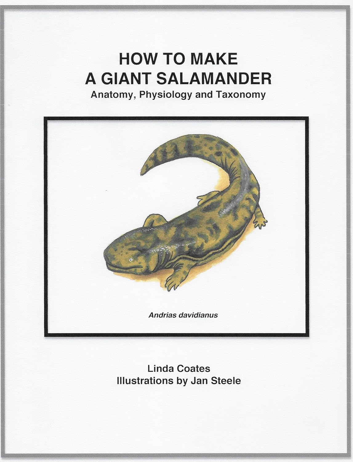 How to Make a Giant Salamander: Anatomy, Physiology and Taxonomy ...