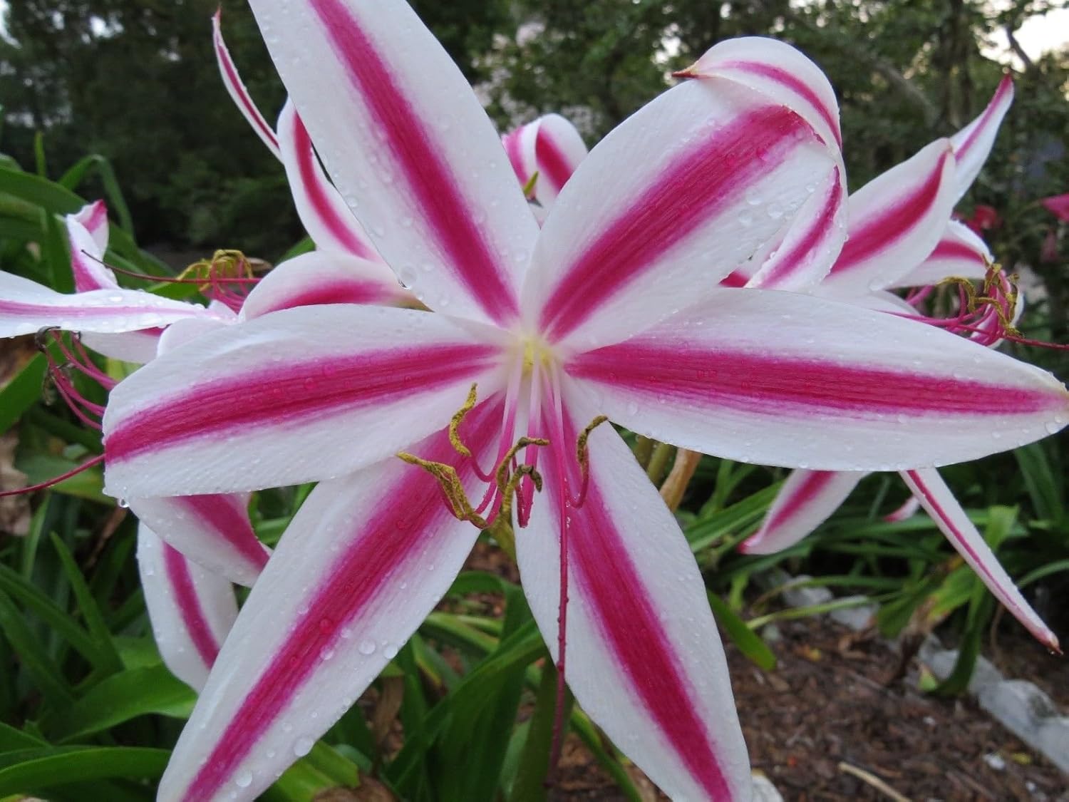 Amazon.com: Crinum Lily, digweedii Red Flare,small-size bulb, NEW ...