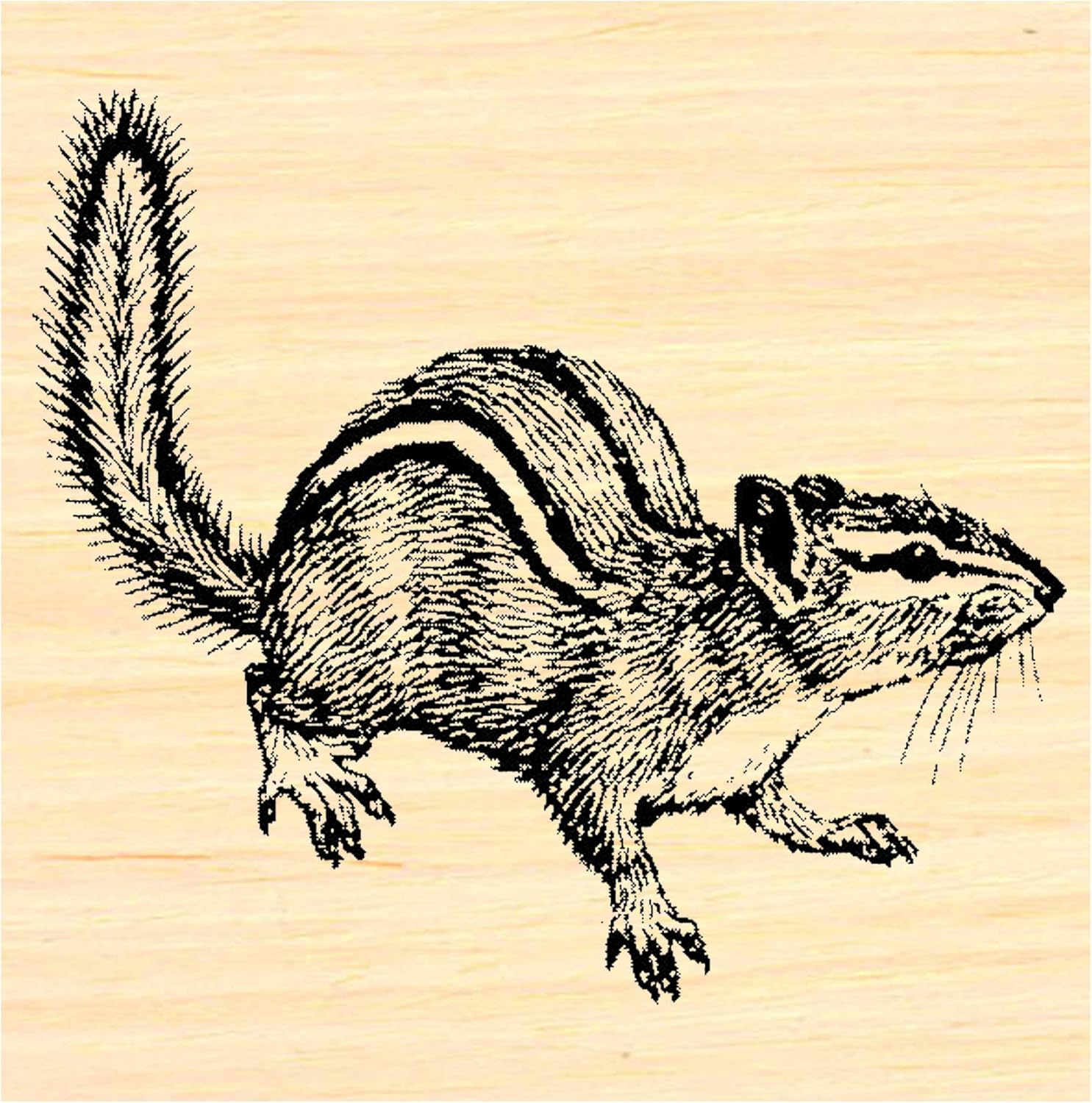 Amazon.com: P34 Chipmunk Rubber Stamp : Arts, Crafts & Sewing
