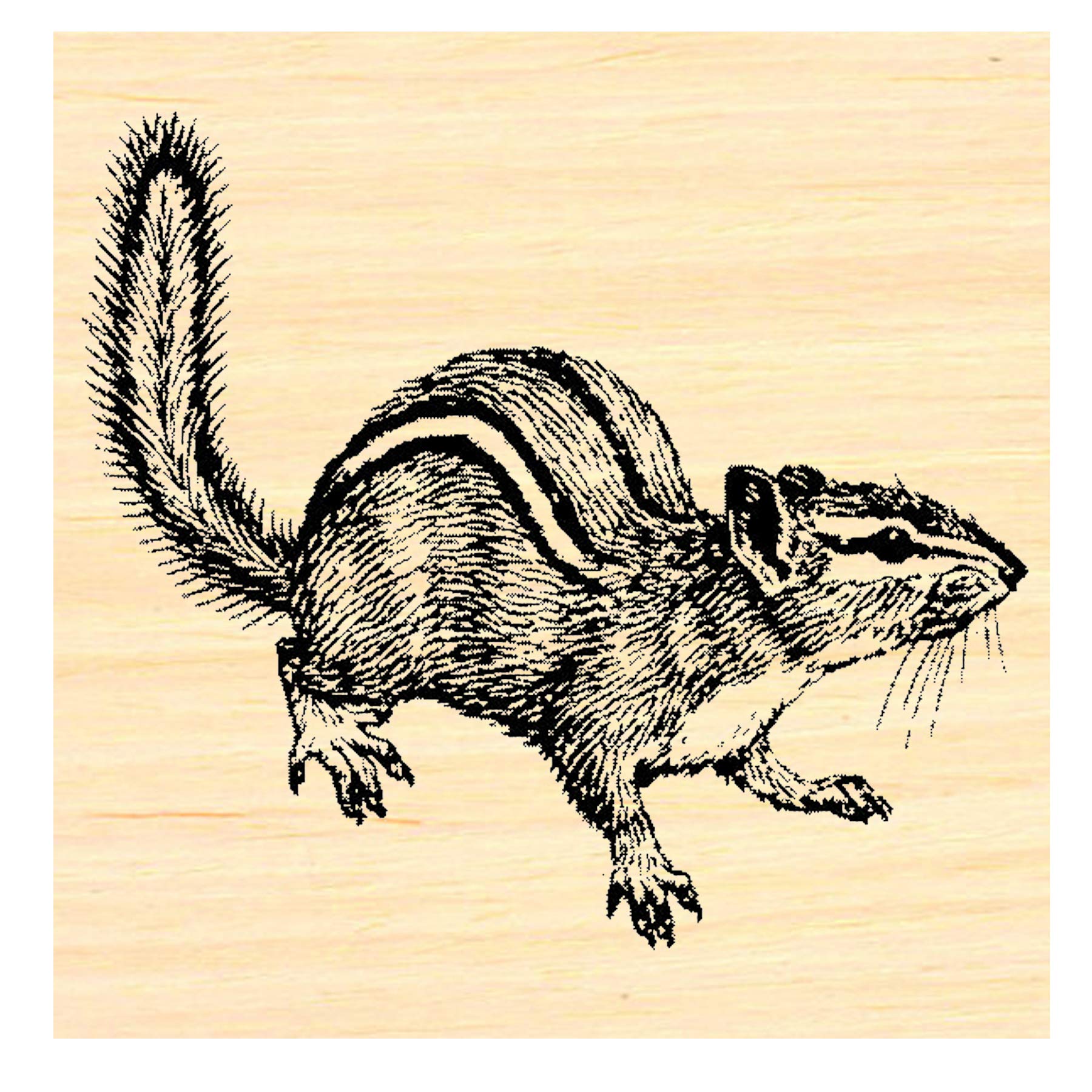 Amazon.com: P34 Chipmunk Rubber Stamp : Arts, Crafts & Sewing