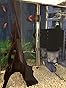 Fluval M50 Submersible Heater, 50-Watt Heater for Aquariums up to 15 ...
