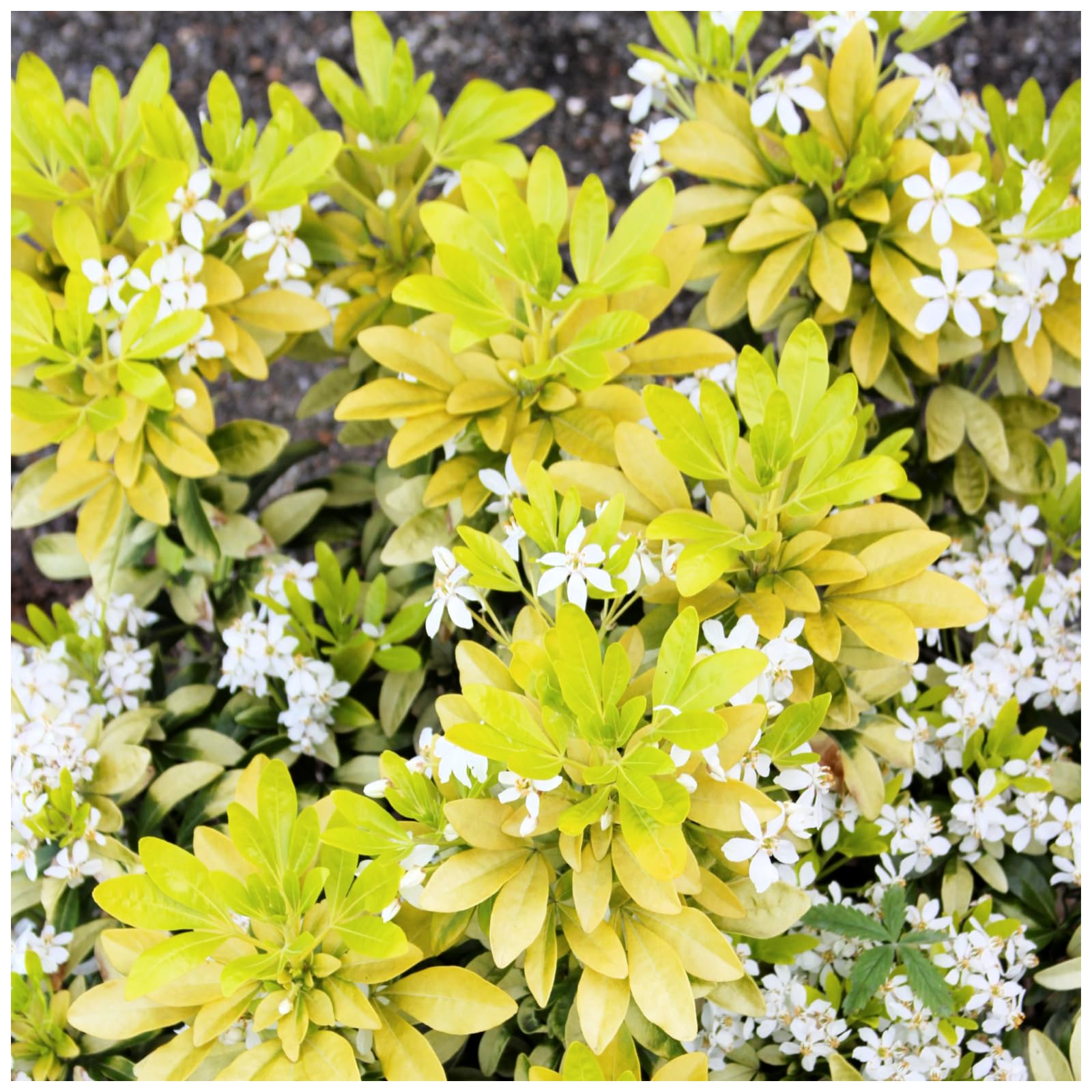 Mexican Orange Blossom/Choisya 'Ternata Sundance' in 2L Pot, Stunning ...
