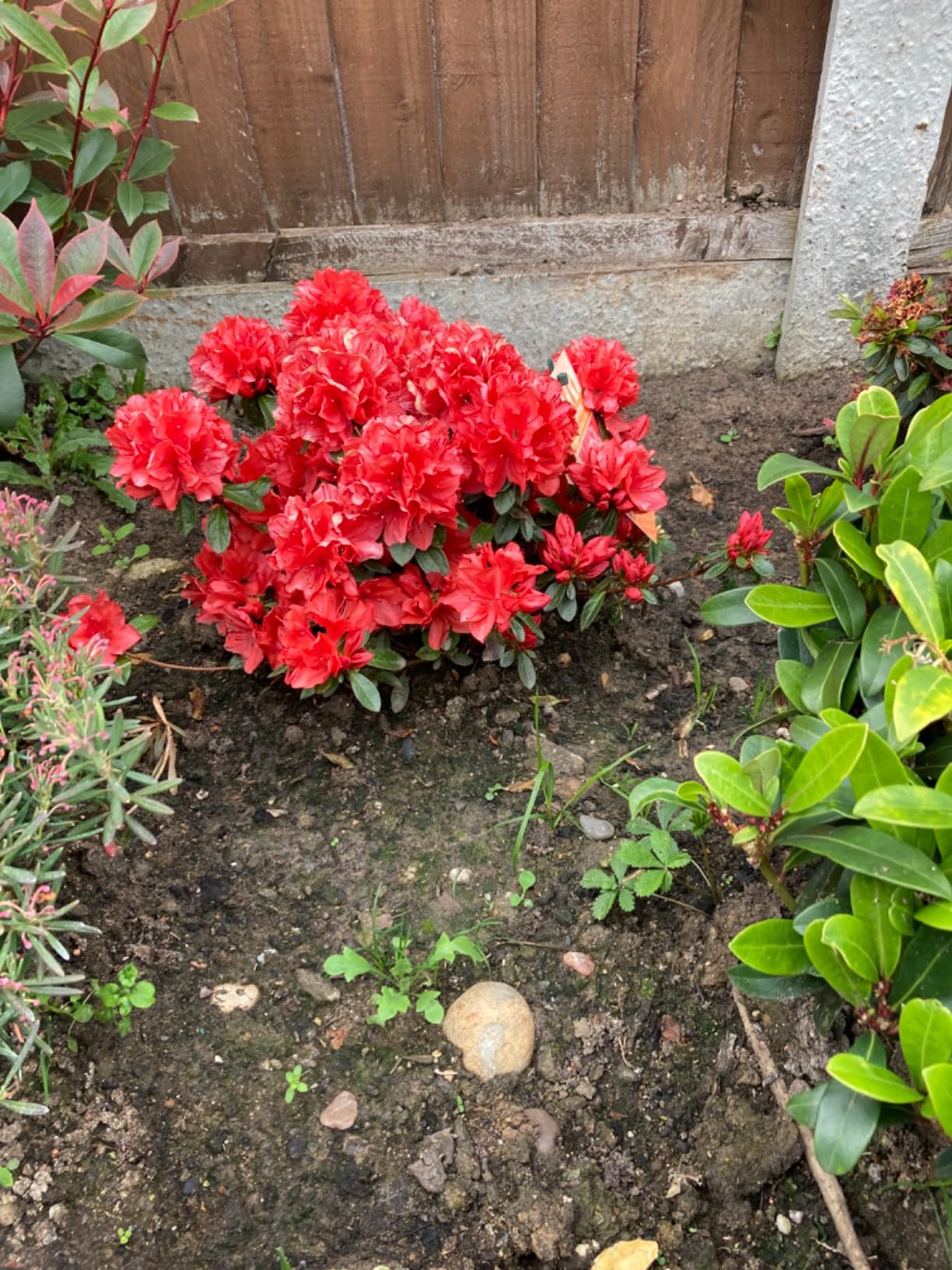 Colourful Garden Shrub Orange Azalea Japonica Evergreen Plant Supplied ...