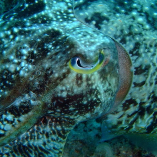 Cute Cuttlefish Wallpaper -- HD Wallpapers of Cute Cuttlefish ...