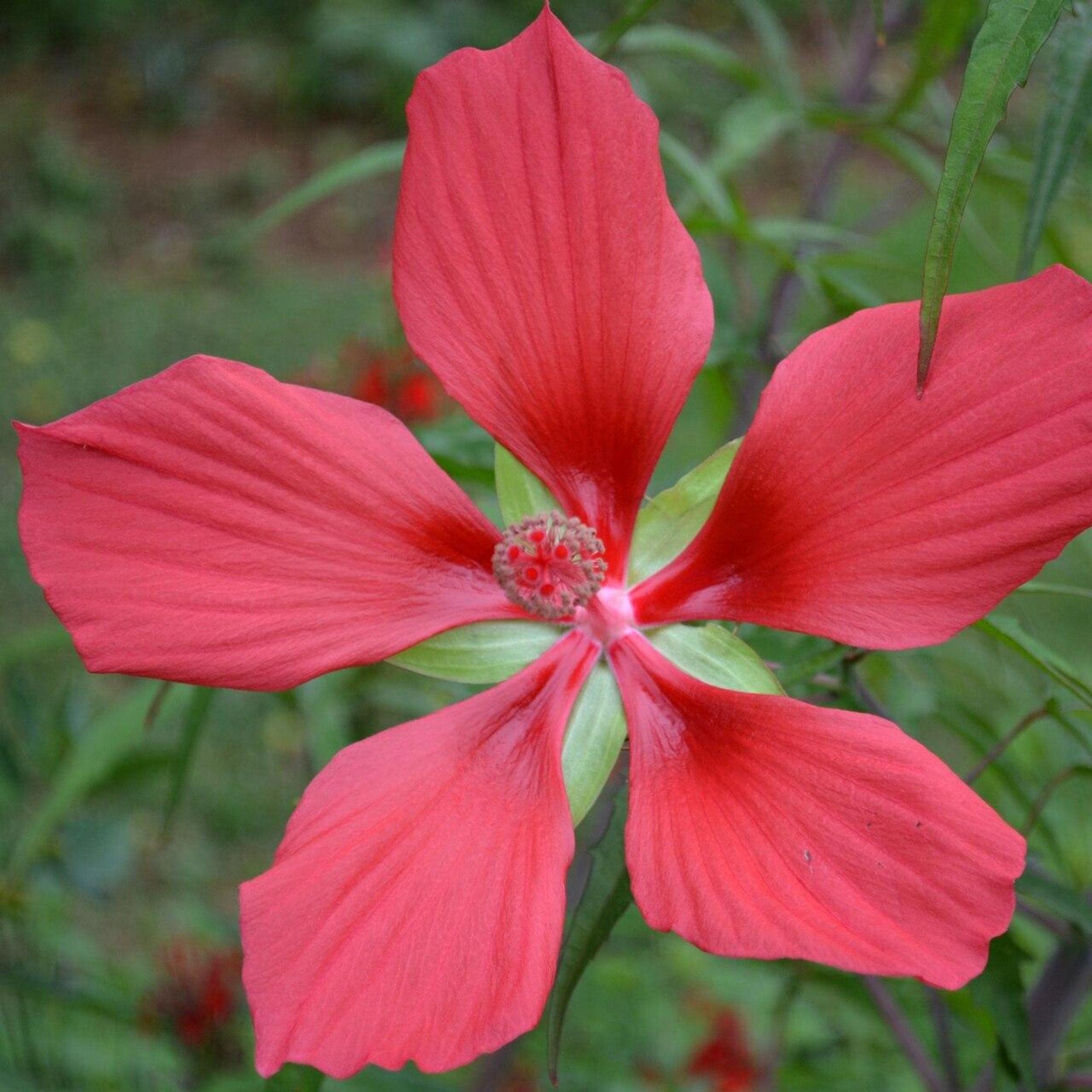 Aquatic Hibiscus