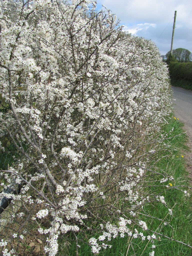 100 Hawthorn Hedging 40-60cm,Crataegus, Quickthorn,Whitethorn,Native ...