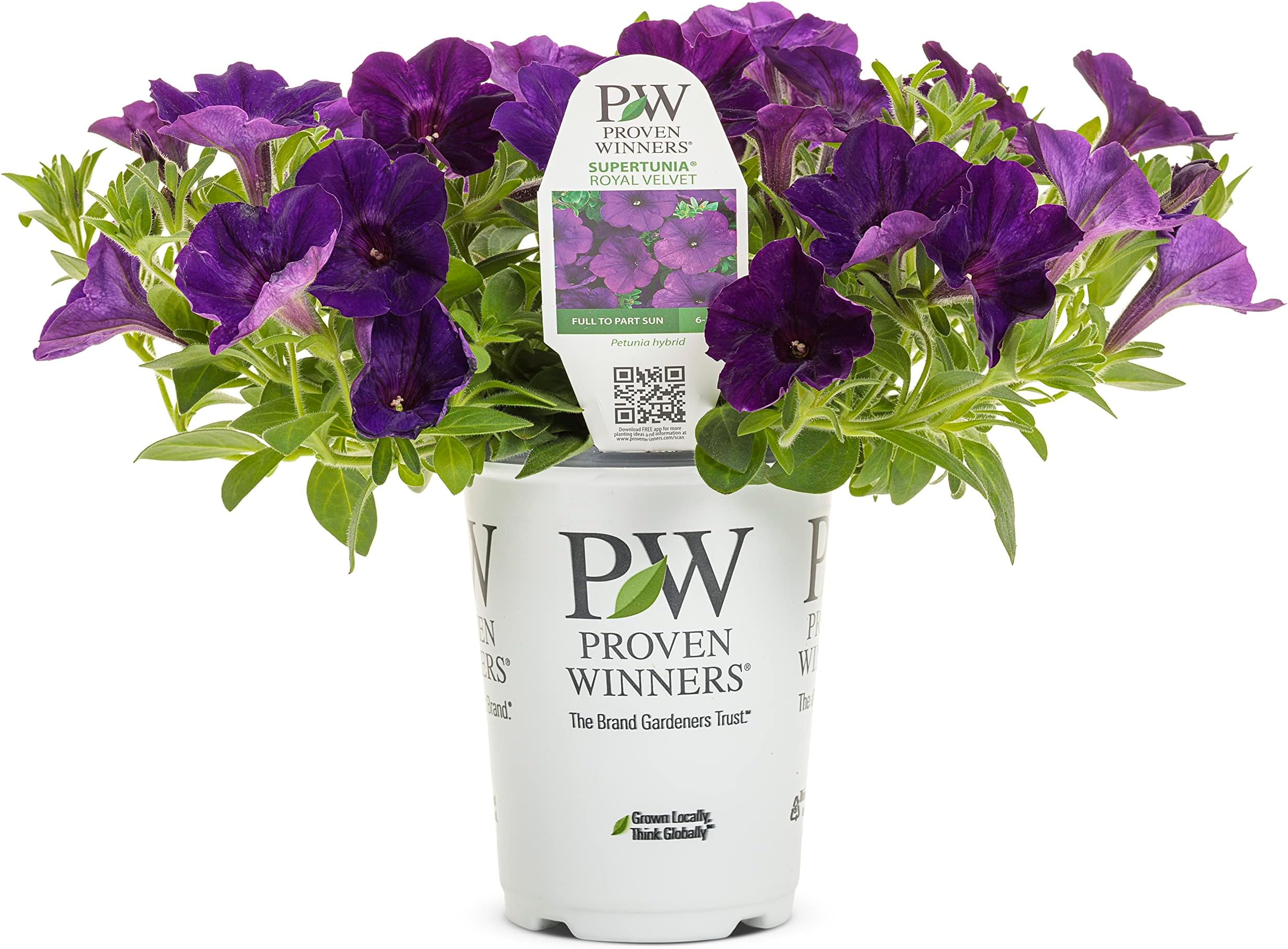 Amazon.com : Proven Winners® Petunia - Supertunia Royal Velvet - 4 ...