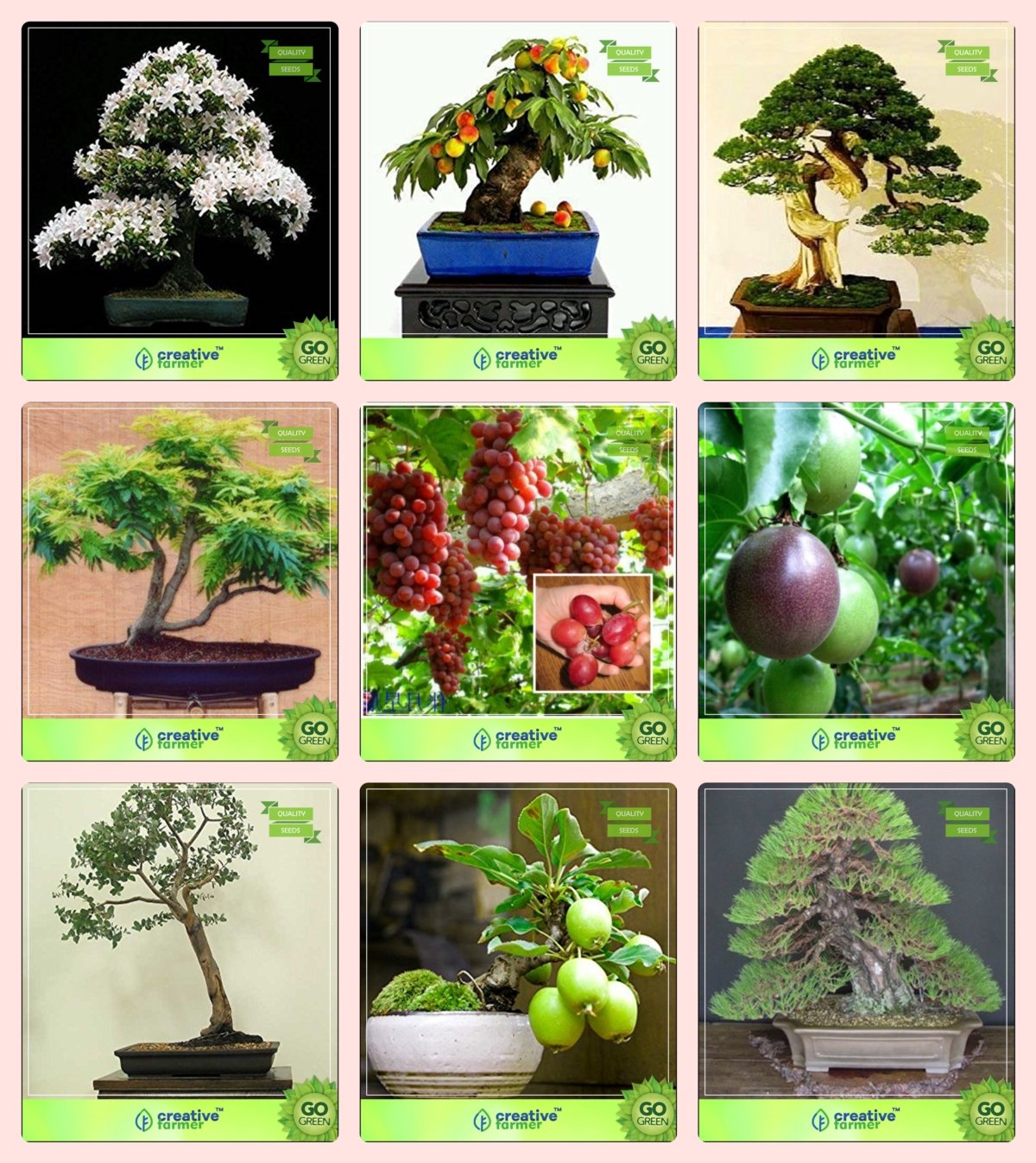Creative Farmer Bonsai Suitable Seeds : Seed Catalogs Combo Water ...