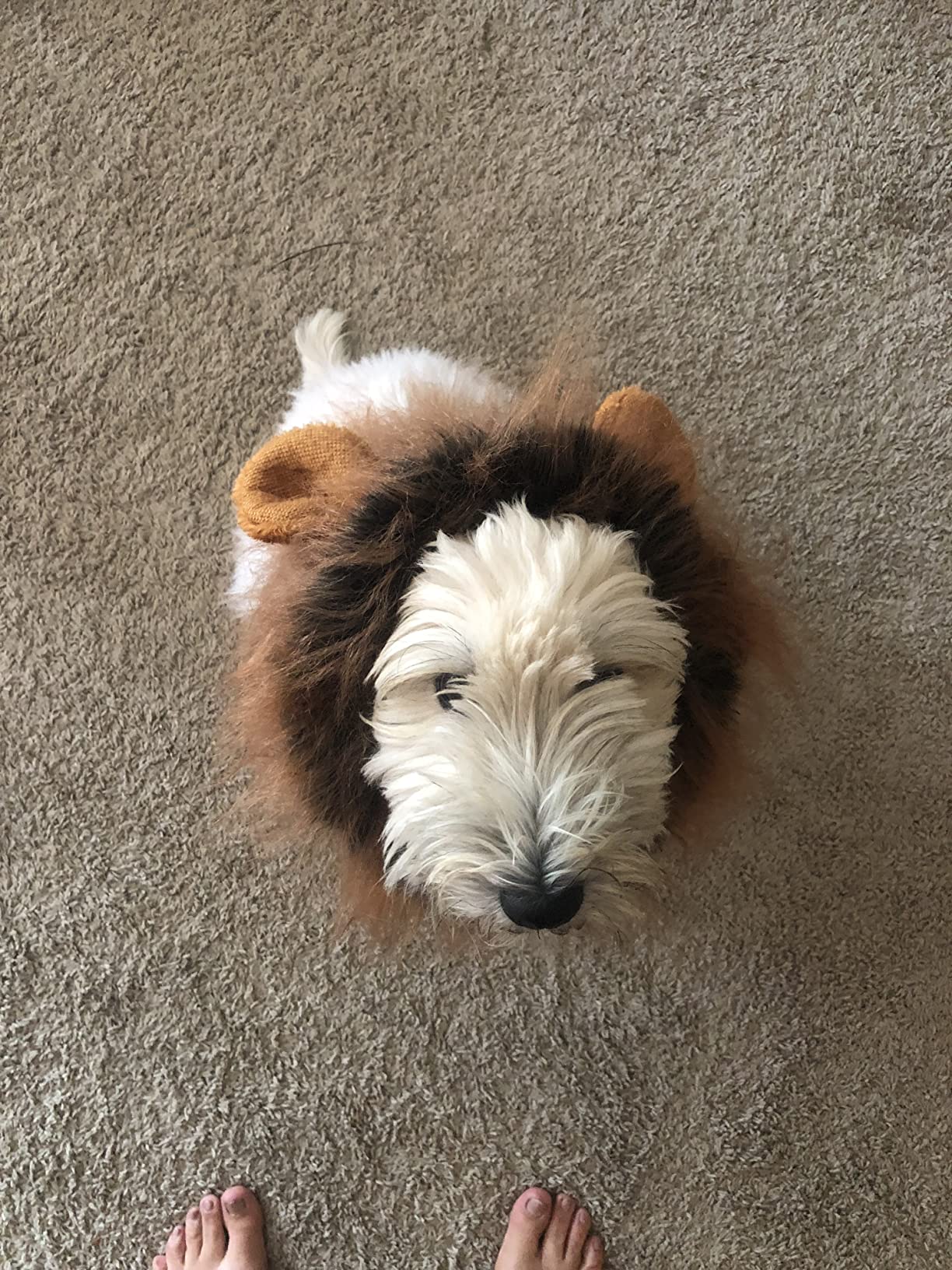 $3/mo - Finance Dog Lion Mane - Halloween Realistic & Funny Lion Mane ...