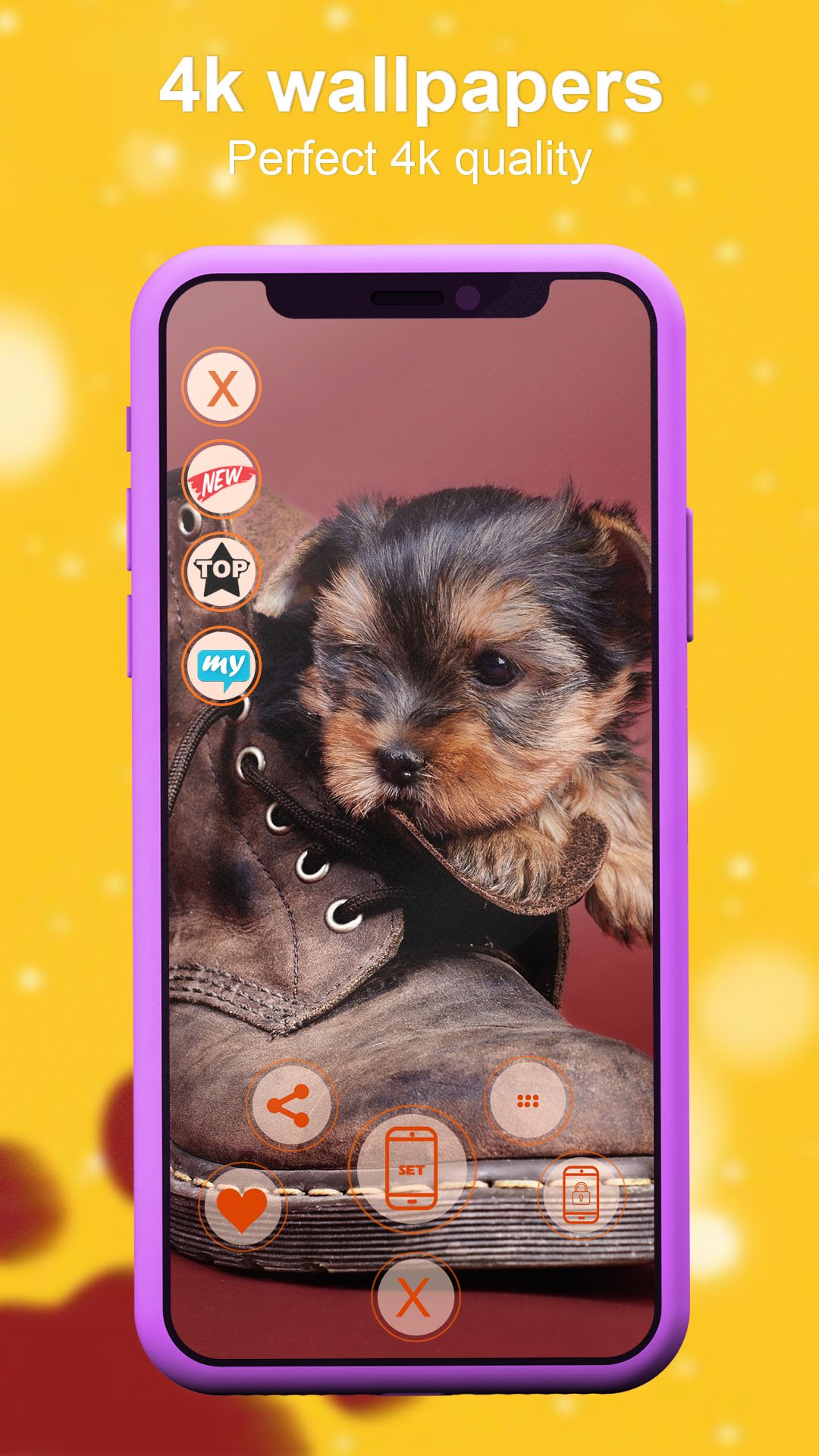 Cute Lively Dog Wallpaper 4K - App on Amazon Appstore
