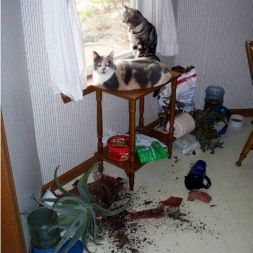 Pets Home Alone Live Wallpaper:Amazon.de:Appstore for Android