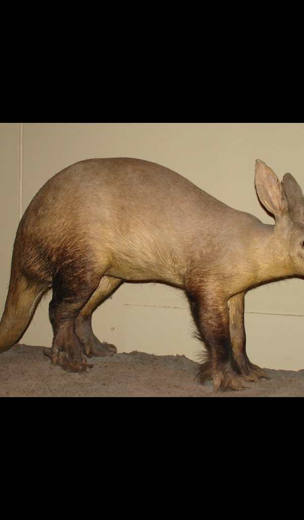Aplicación Cute Aardvark Wallpaper -- HD Wallpapers of Cute Aardvarks! en Amazon Appstore