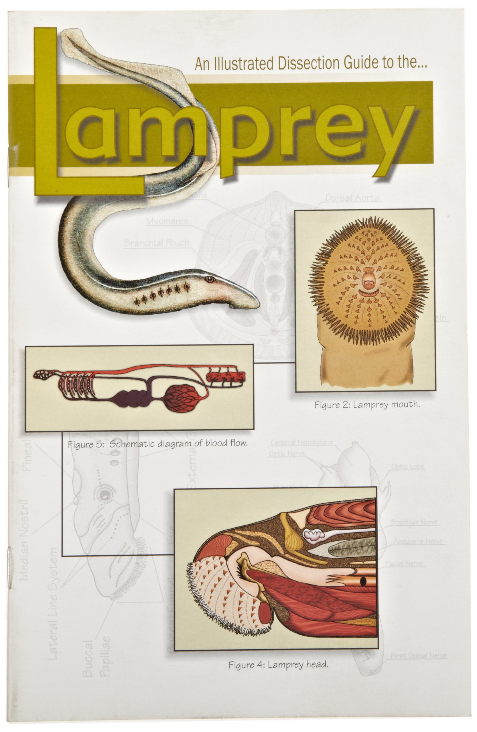 Lamprey Anatomy