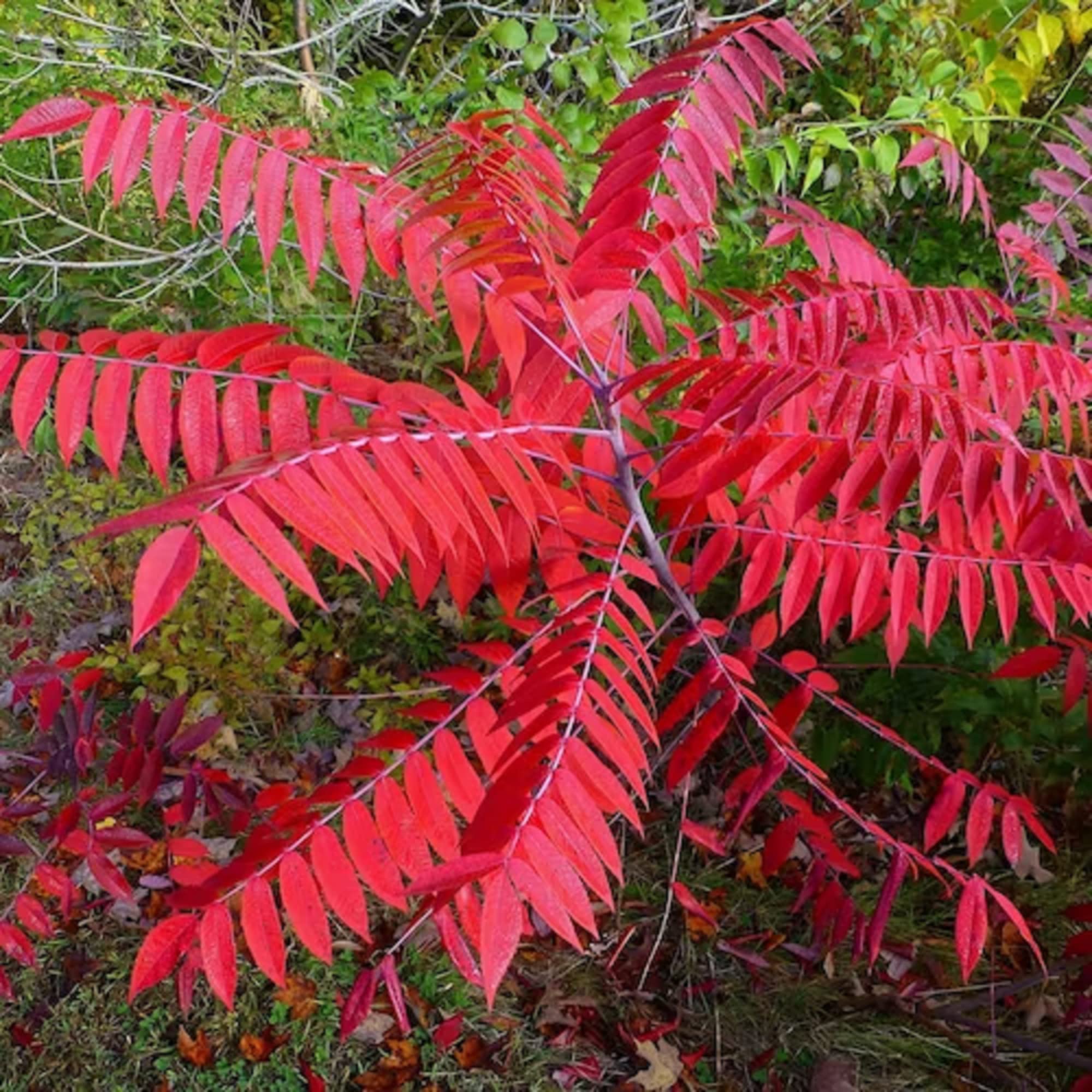 Amazon.com : CHUXAY GARDEN Smooth Sumac Seed 20 Seeds Red Rhus Glabra ...