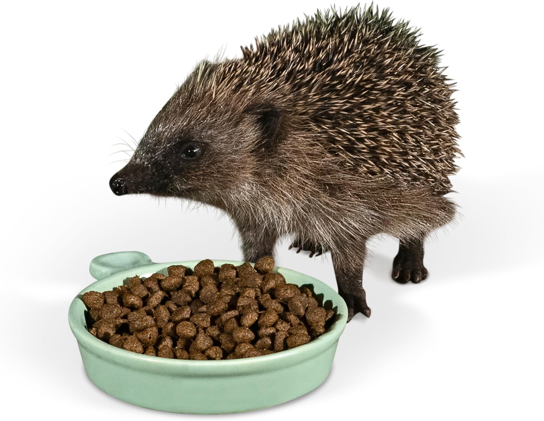 Wildlife World Hedgehog Water Bowl : Amazon.co.uk: Pet Supplies