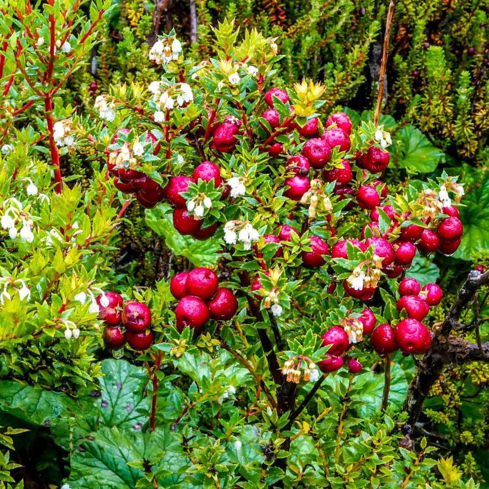 Chilean Guava 'KA-POW' - Hardy Shrub - Garden Flowering & Fruiting ...