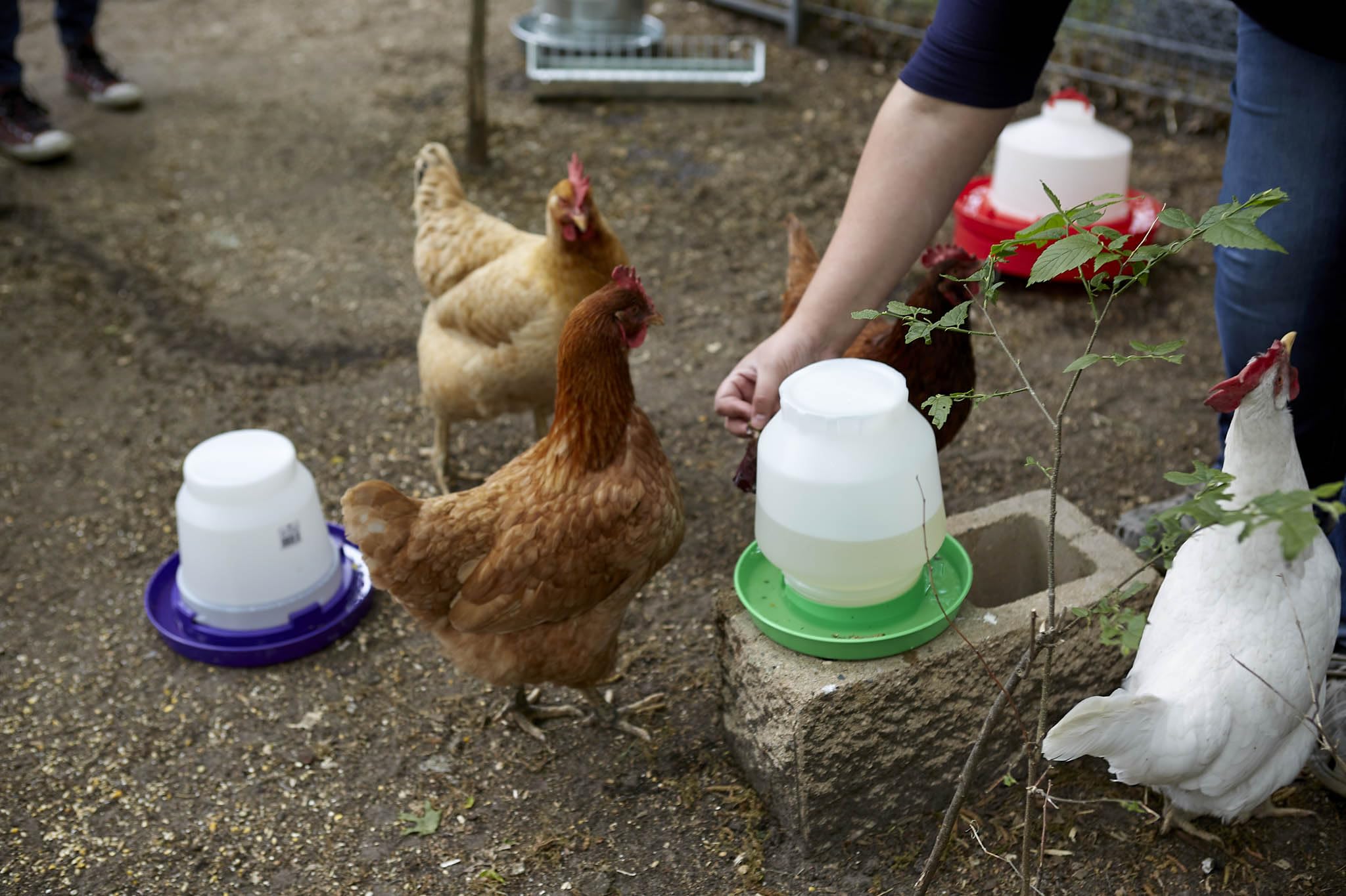 Snapklik.com : Little Giant Complete Plastic Poultry Fount 1 Gallon ...