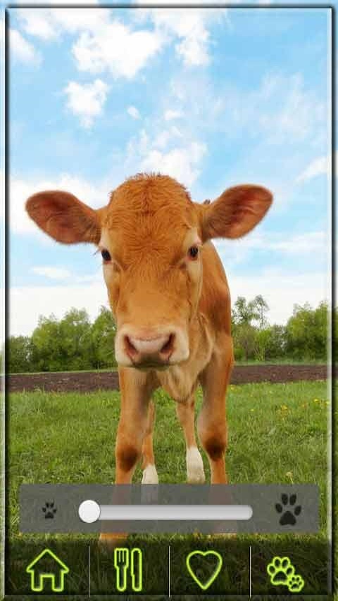 AniWorld cool fun animal kids game - App on Amazon Appstore