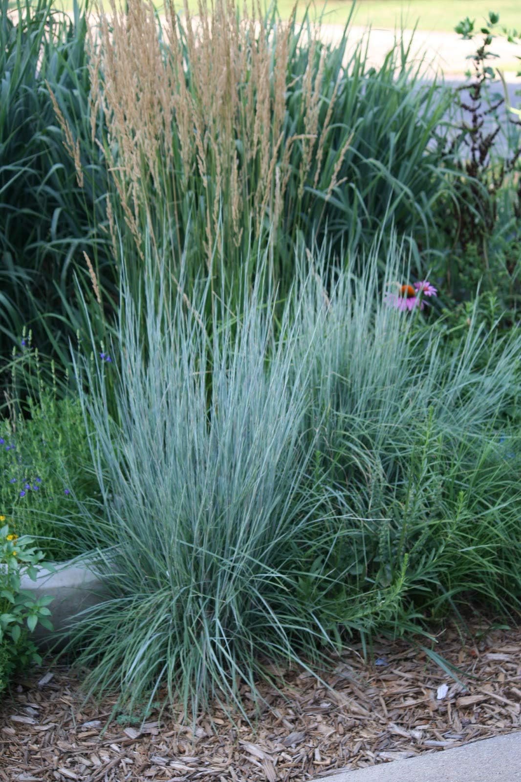 Amazon.com : 1500 Little Bluestem Grass Seeds for Planting 3+ Grams of ...