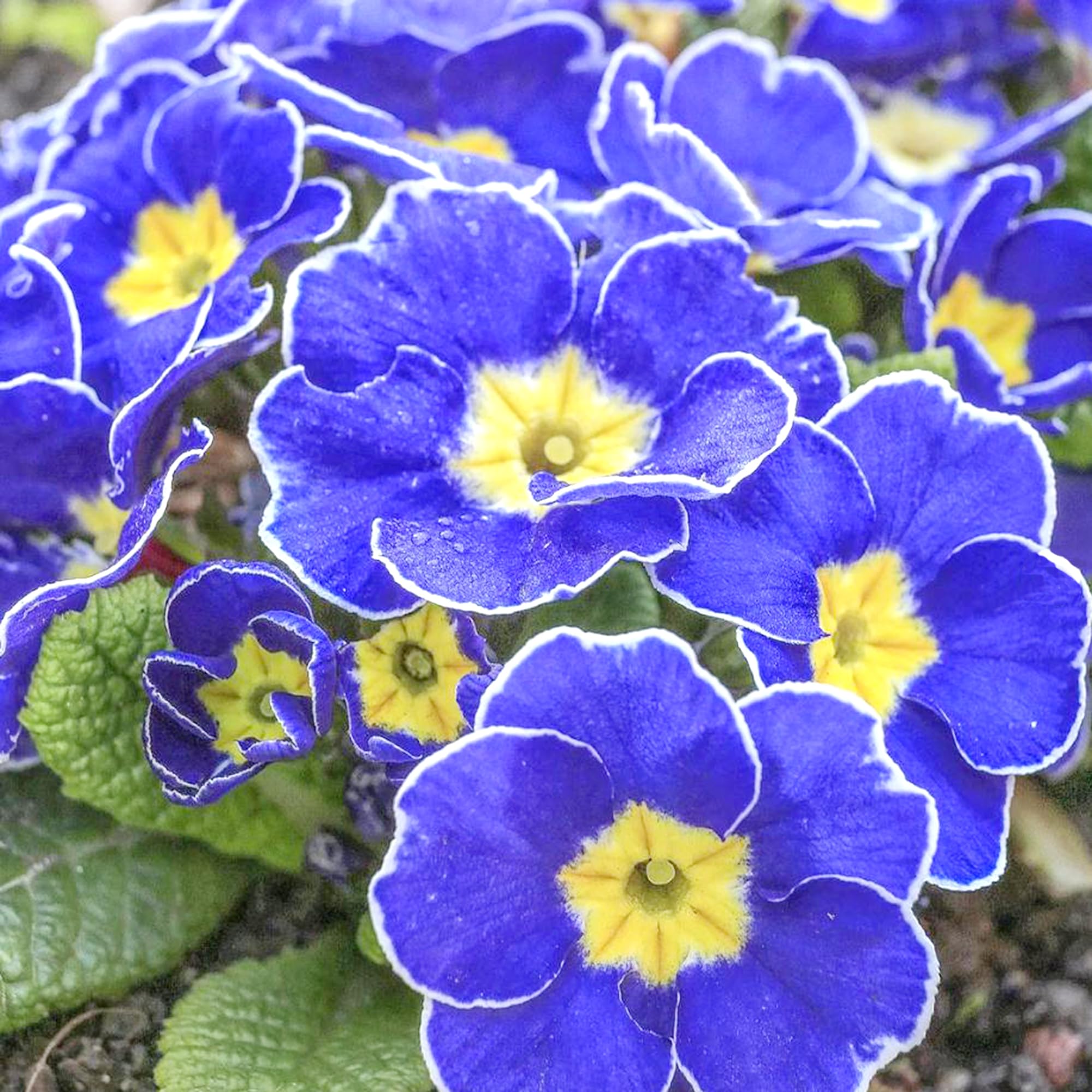 Blue Primrose Flower Blue Primrose Flowers Stock Photo Download