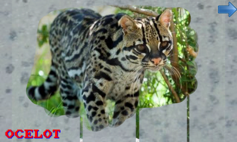 Animals Zoo for Toddlers LITE - App on Amazon Appstore