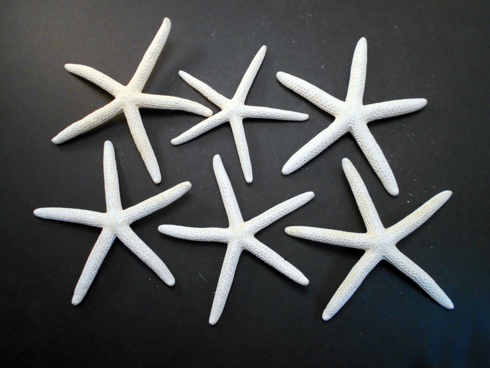 Amazon.com: 6 White Pencil (Finger) Starfish 5-6" Beach Wedding ...