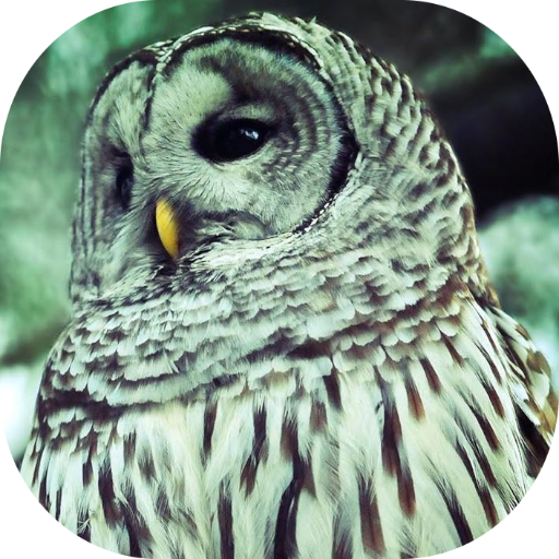 Animal Wallpapers - App on Amazon Appstore