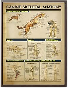 Amazon.com: Lovely Dog Veterinarian Art Canvas And Poster, Canine ...