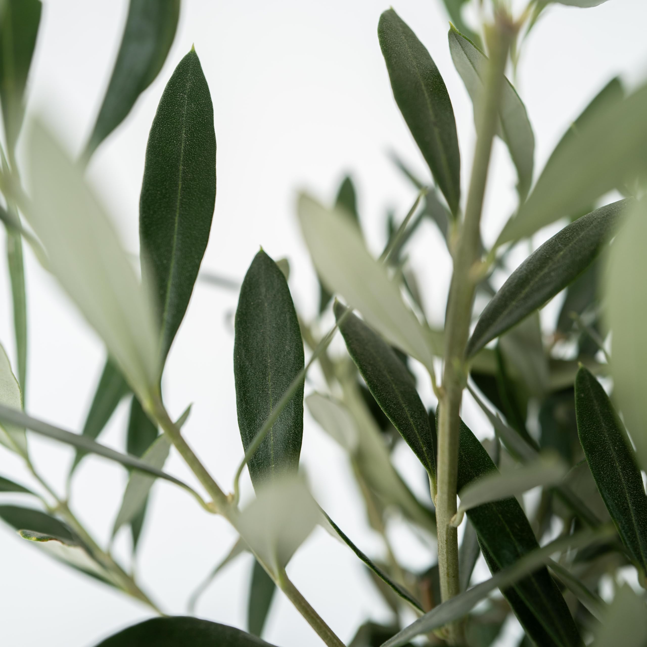 Olea Europaea Leaf Olea Europaea Olive
