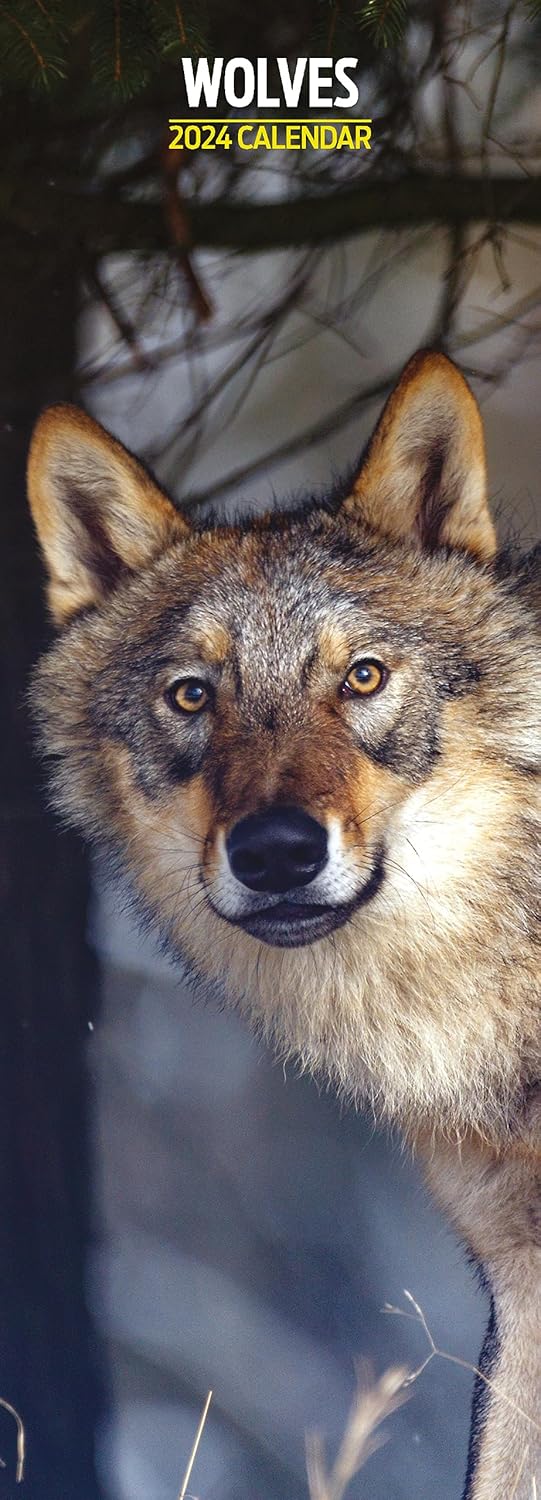 Wolves Slim 2024 Calendar : Amazon.co.uk: Stationery & Office Supplies