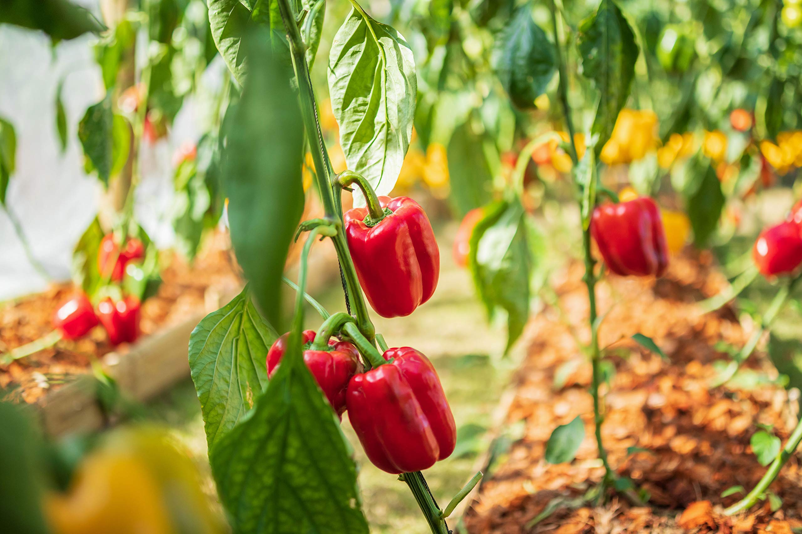 Bell Pepper Calcium Deficiency