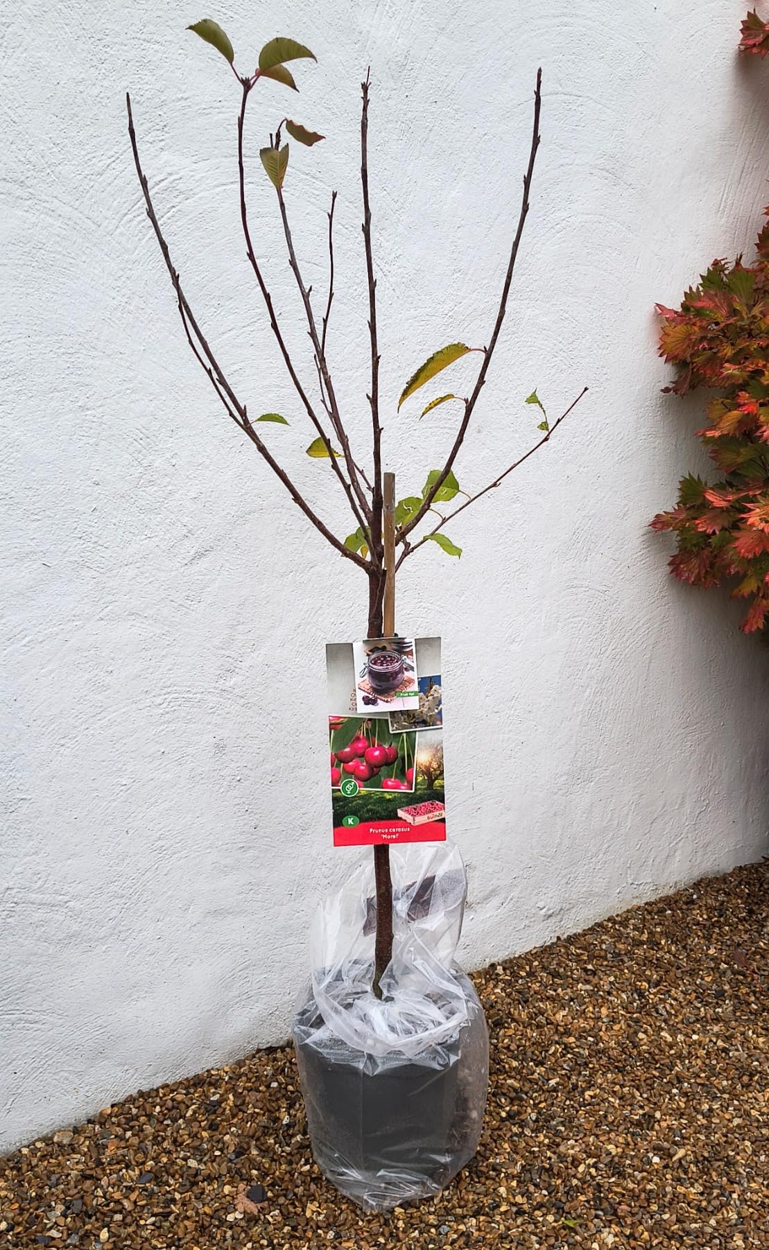 Cherry Morello Tree | Patio Fruit Tree | Plants Outdoor Garden Ready ...