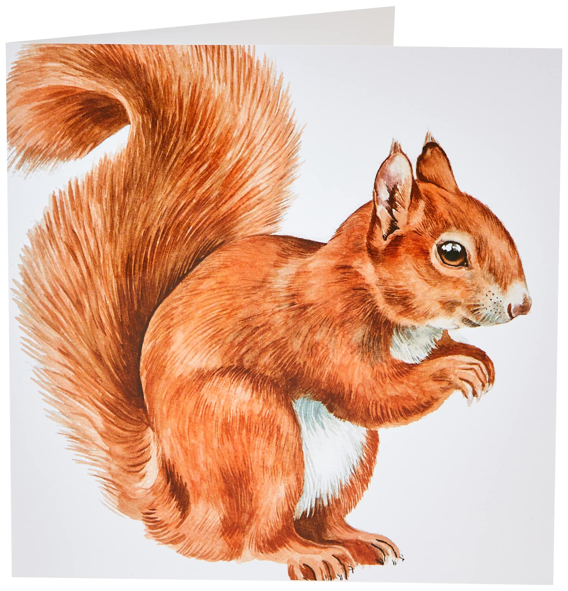Red Squirrel Illustration