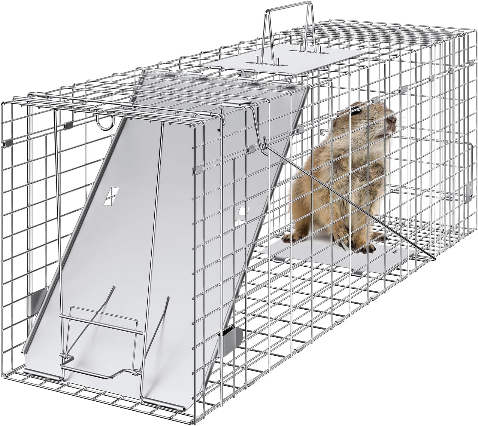 Amazon.com : No. 6 Skunk-N-More Live Trap No Spray Skunk Trap : Sports ...