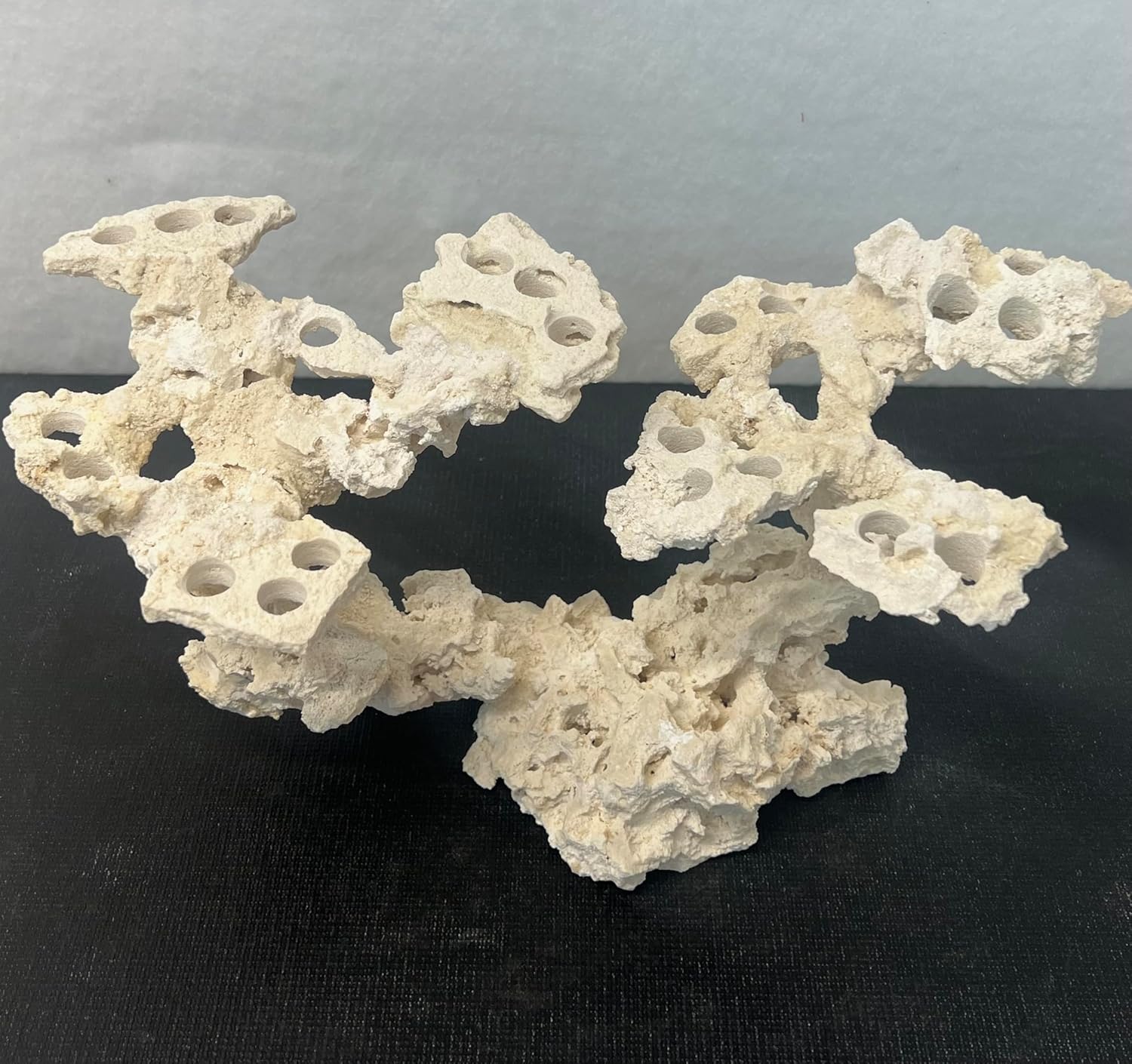 Amazon.com: Coral Plug Holder, Natural Rock Frag Coral Growth (Natural ...