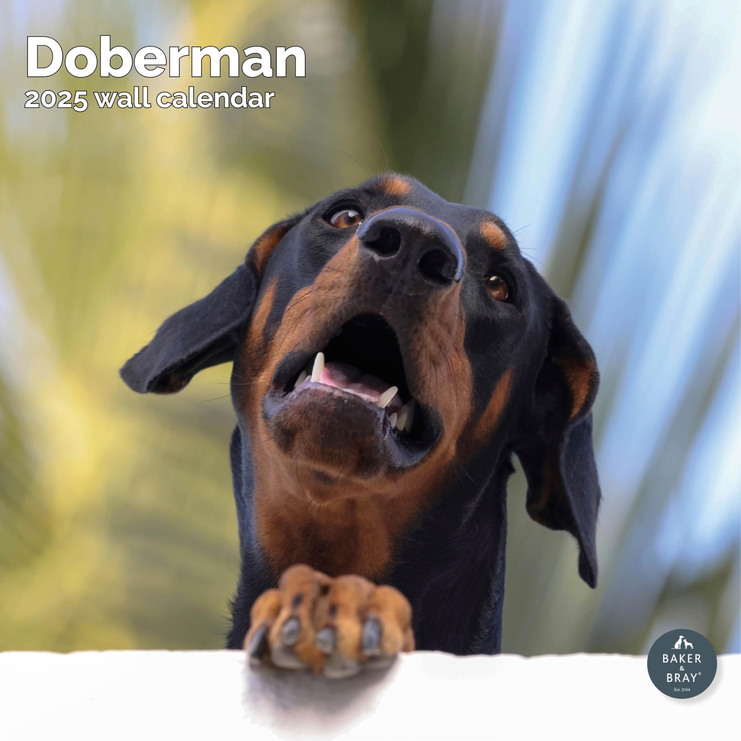 Baker and Bray Doberman Calendar 2025, Large Square Wall Calendar, 16 ...