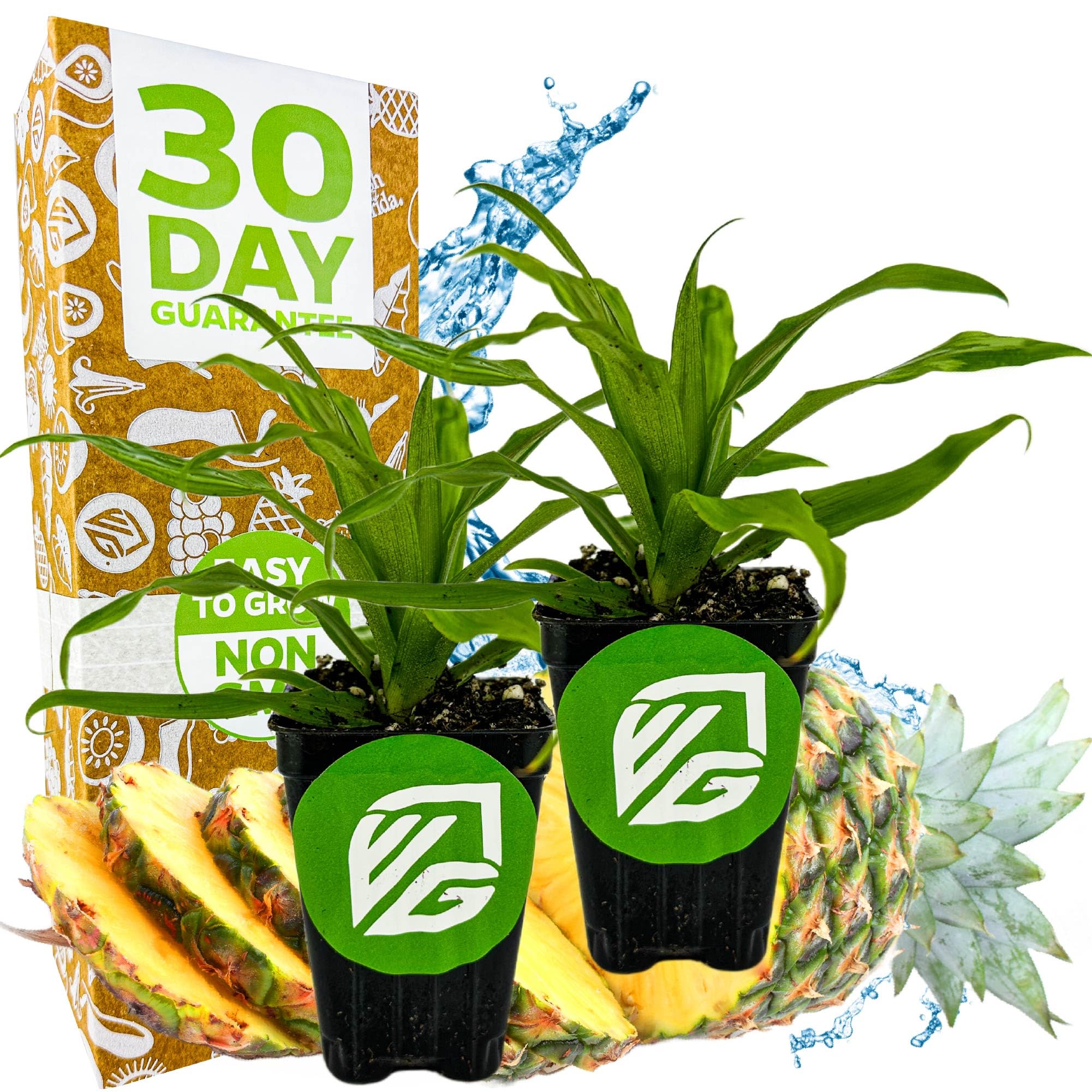 5 Best Mini Ananas Plant | Skip the Supermarket Grown
