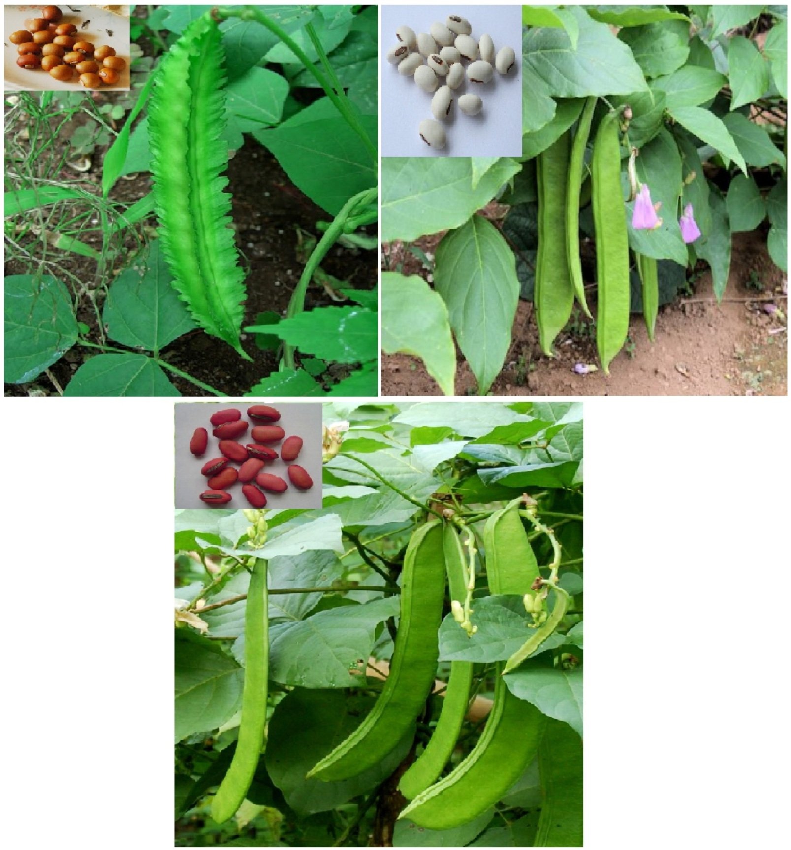 Seedstores Rare & Endangering Species of Bean Seeds 3 In 1 Kit of 3 ...