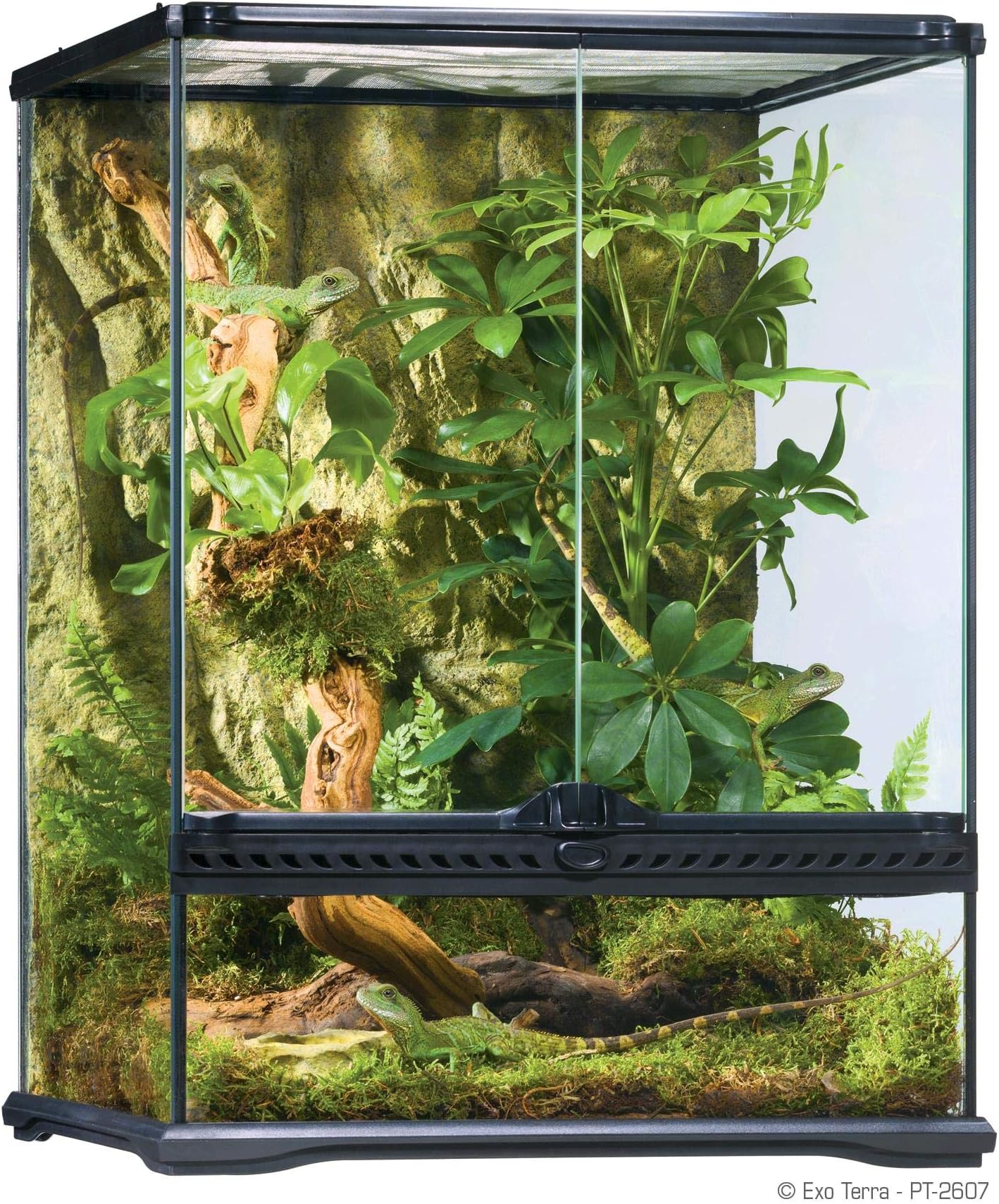 Exo Terra Glass Natural Terrarium, Small/Tall, 45 x 45 x 60 cm : Amazon ...
