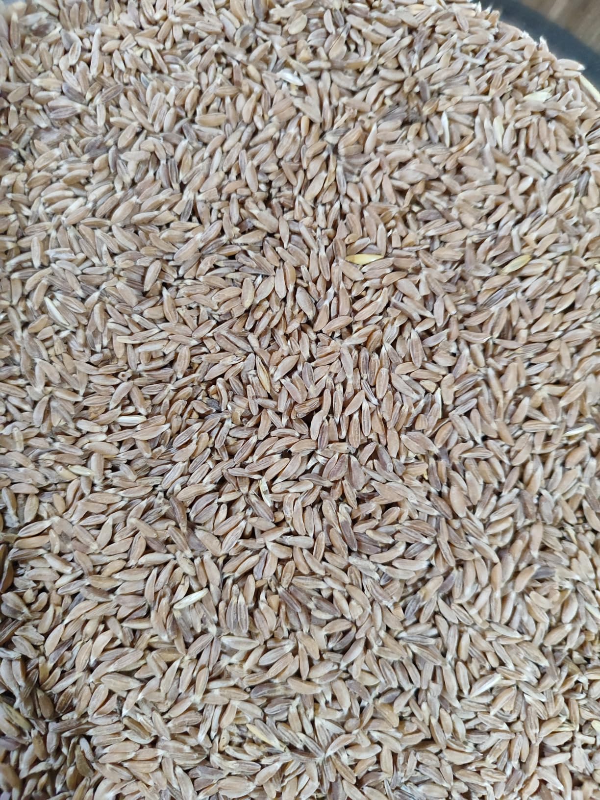 G7 GRAINS Khapli Wheat Grains (15 Kg) For Eating & Cooking|Khapli Gehu ...