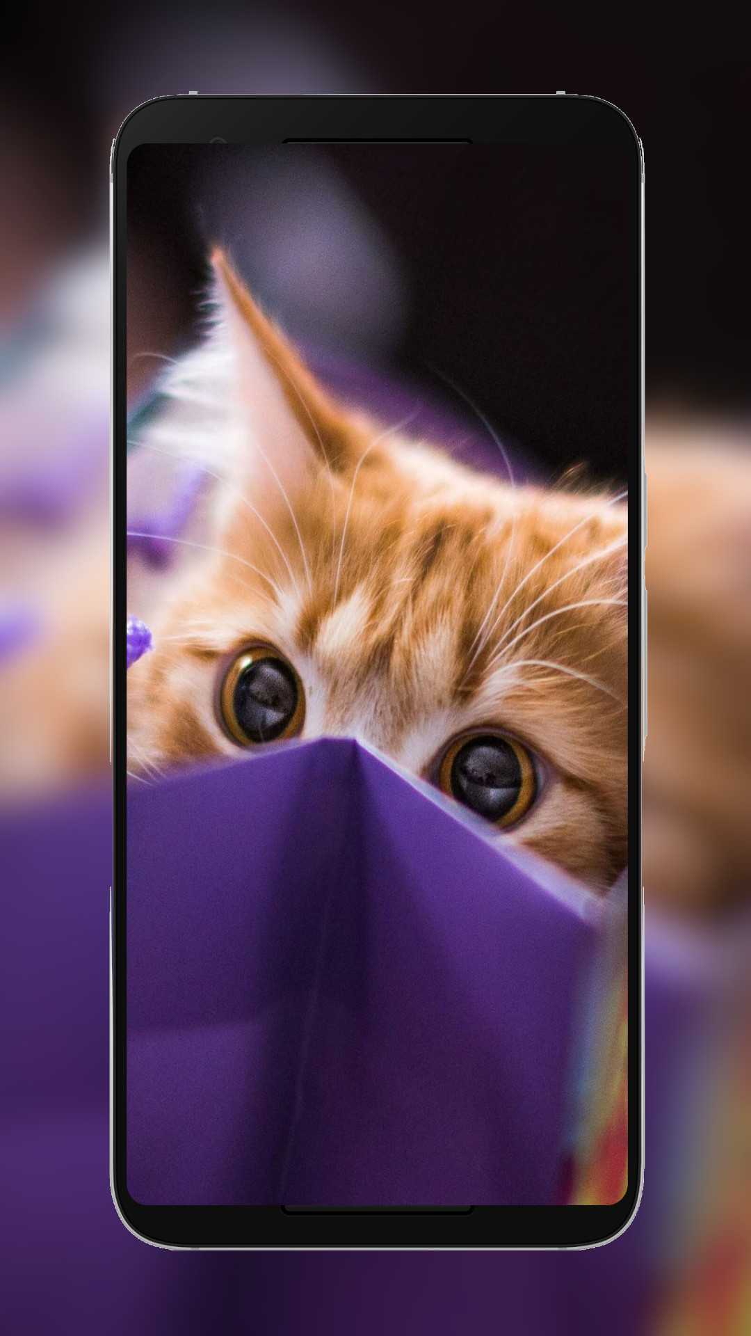 Kitten Wallpapers - App on Amazon Appstore