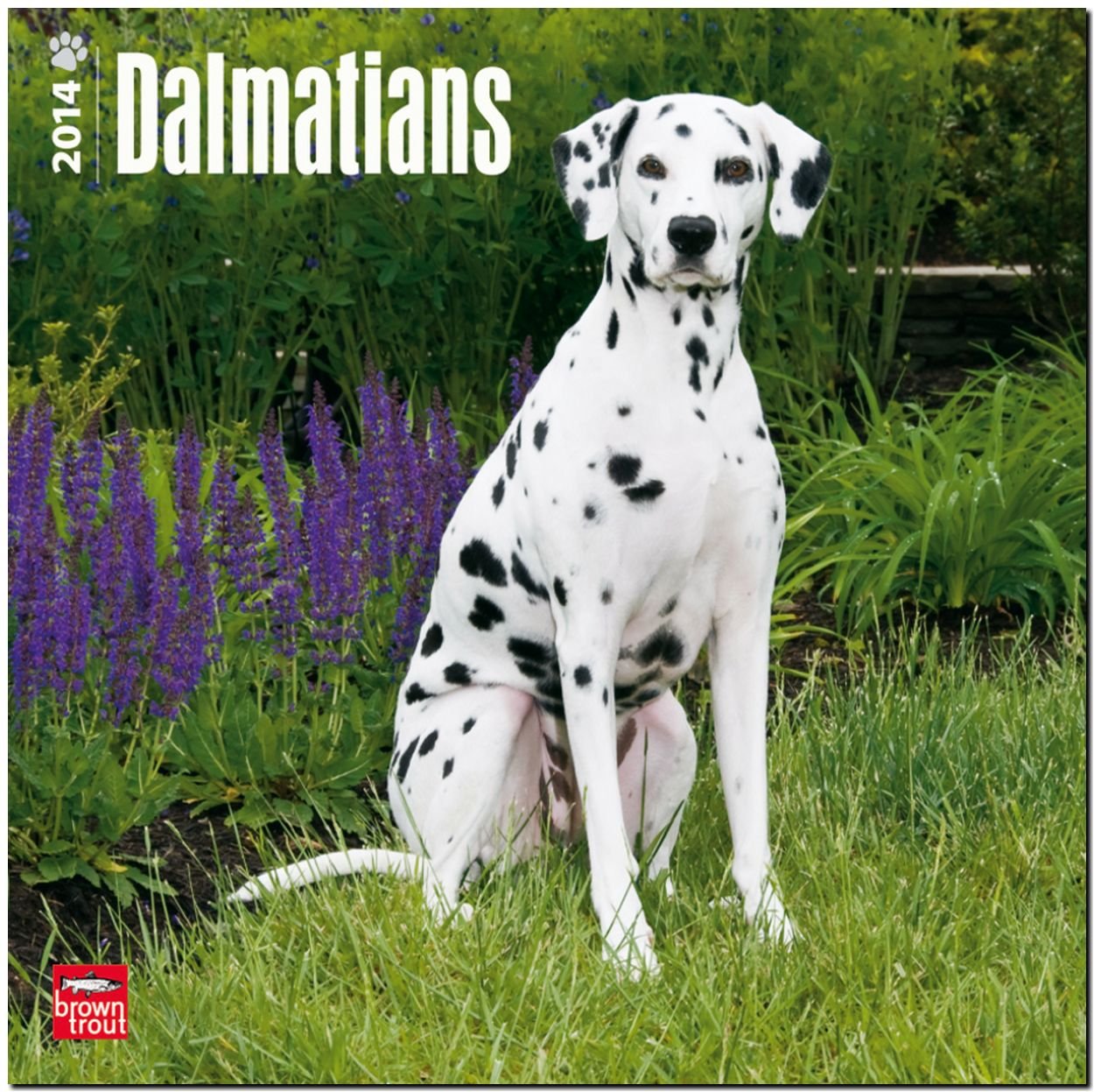 Dalmatians 2014 18-Month Calendar: Browntrout Publishers, Inc ...