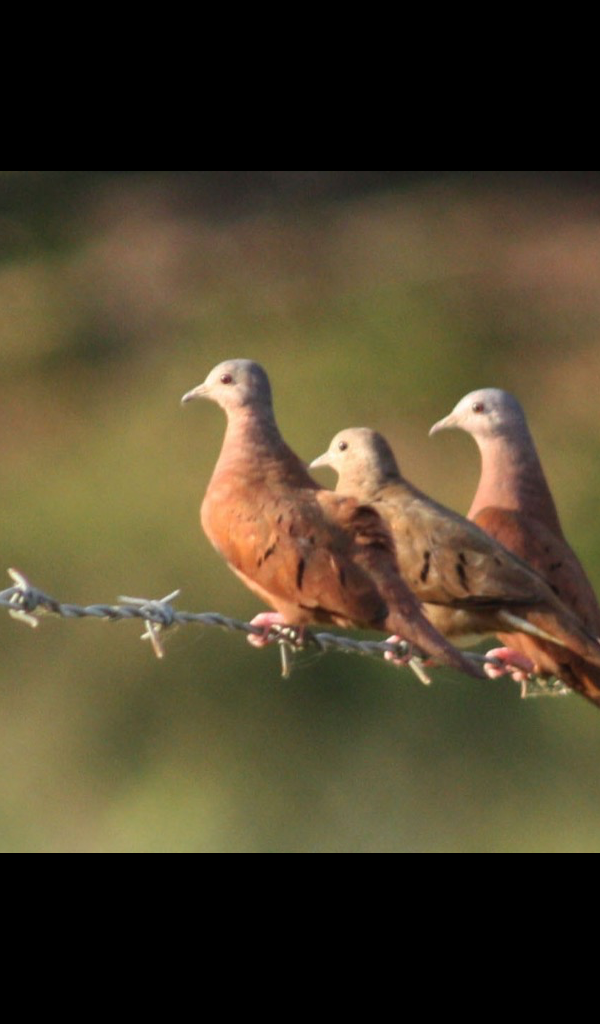 dove Wallpaper -- HD Wallpapers of doves! - App on Amazon Appstore