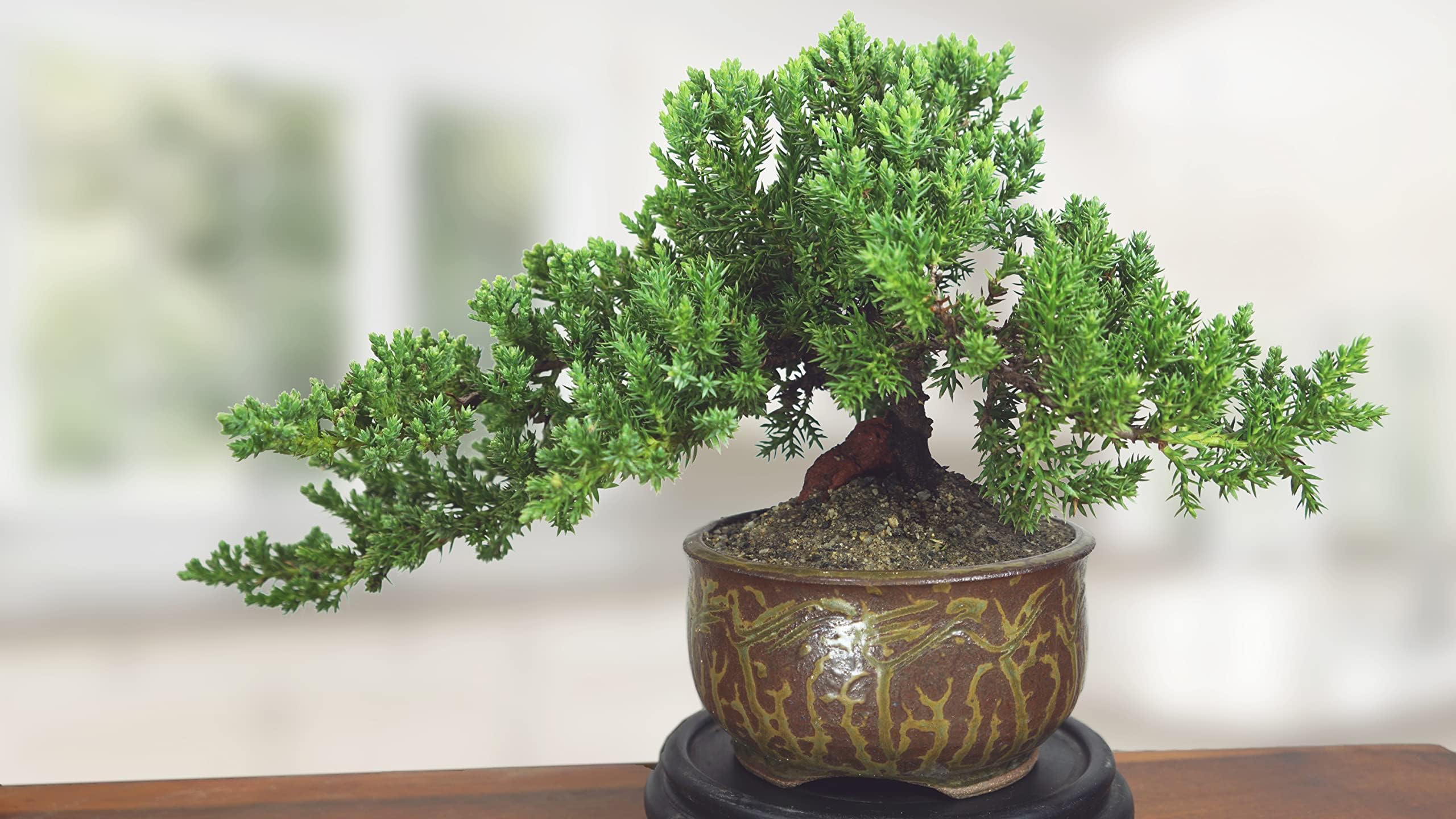 Amazon.com: Live Dwarf Juniper Bonsai Tree | Indoor/Outdoor | 100% ...