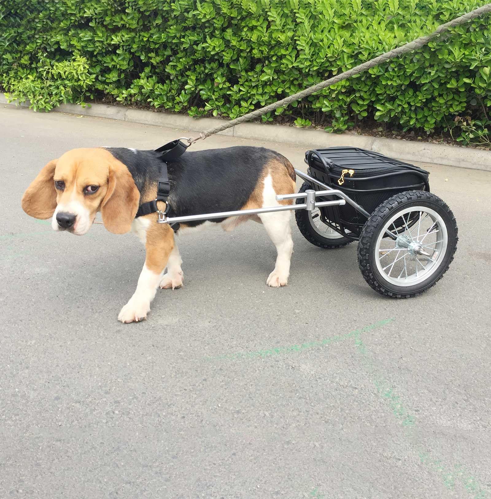 Dog Carting With Beagle Best Collar For A Beagle Puppy: A