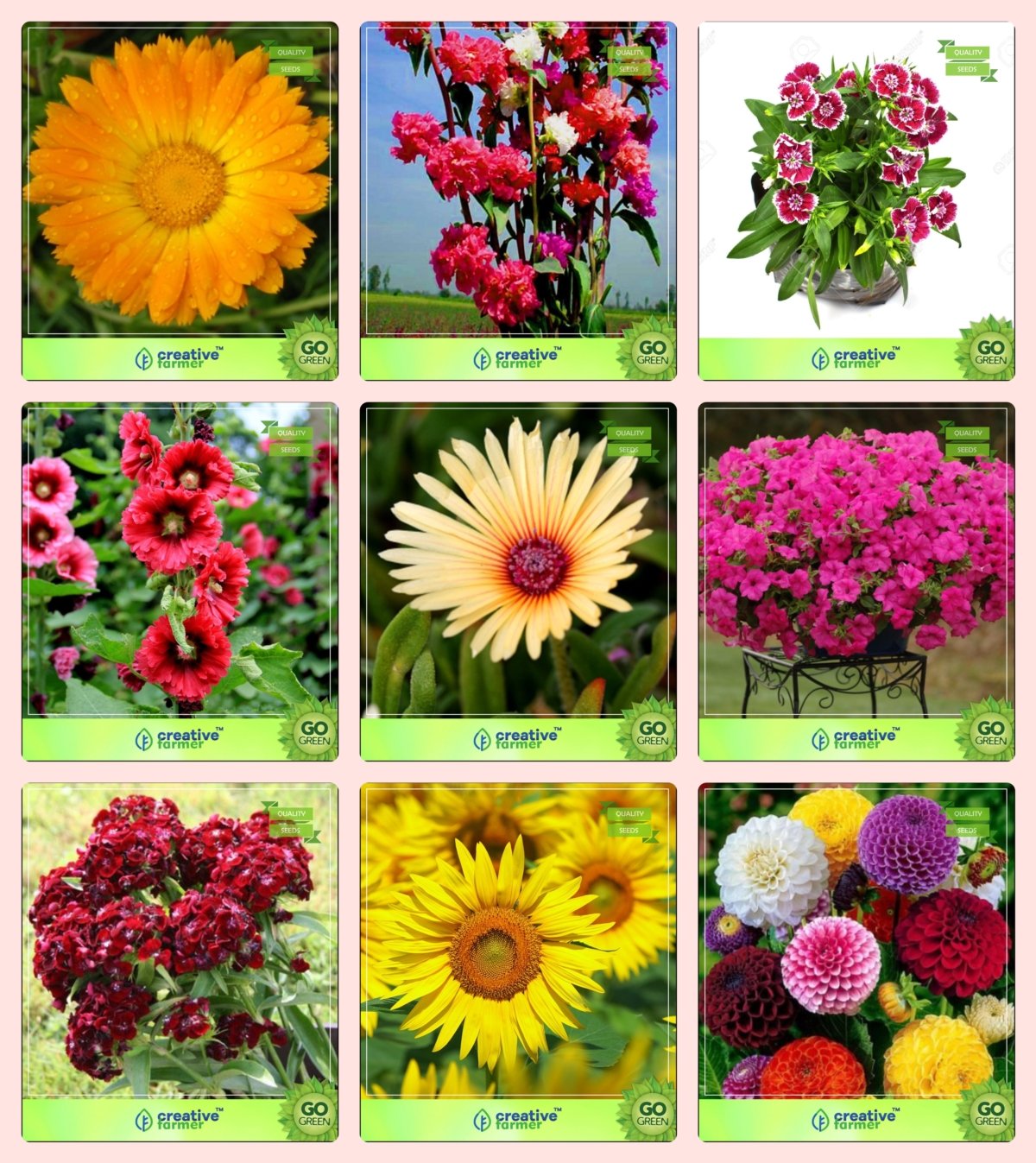 Creative Farmer Flower Seeds : Outdoor Flowering Plants Combo Calendula ...