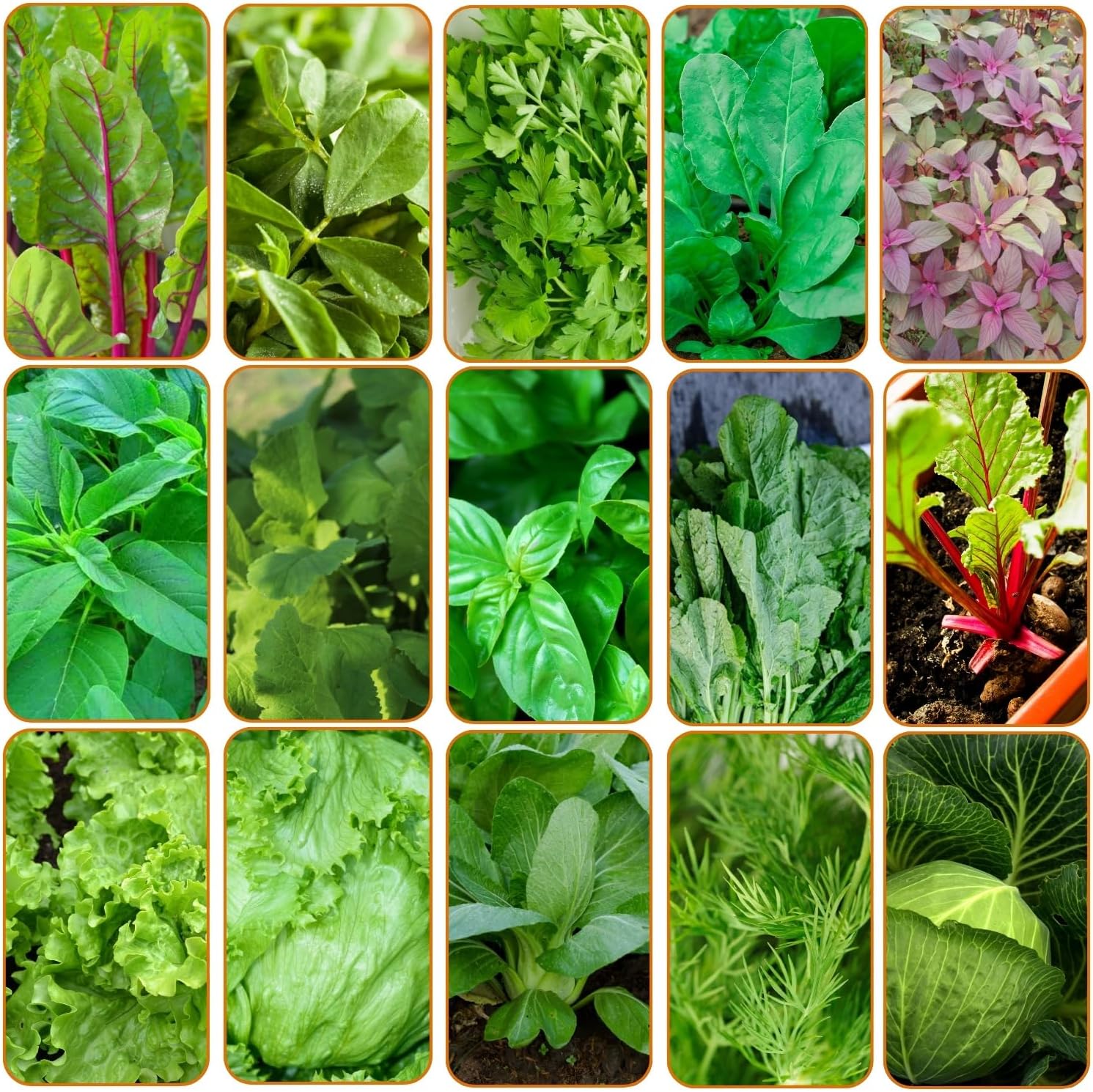 UGAOO Indian Vegetable Seeds Bank For Home Garden 50 Varieties - 2255 ...