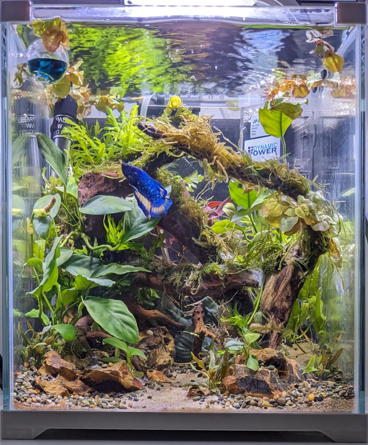 Aquarium Starfire Glass Aquarium Fish Tank 70L : Amazon.com.au: Pet ...